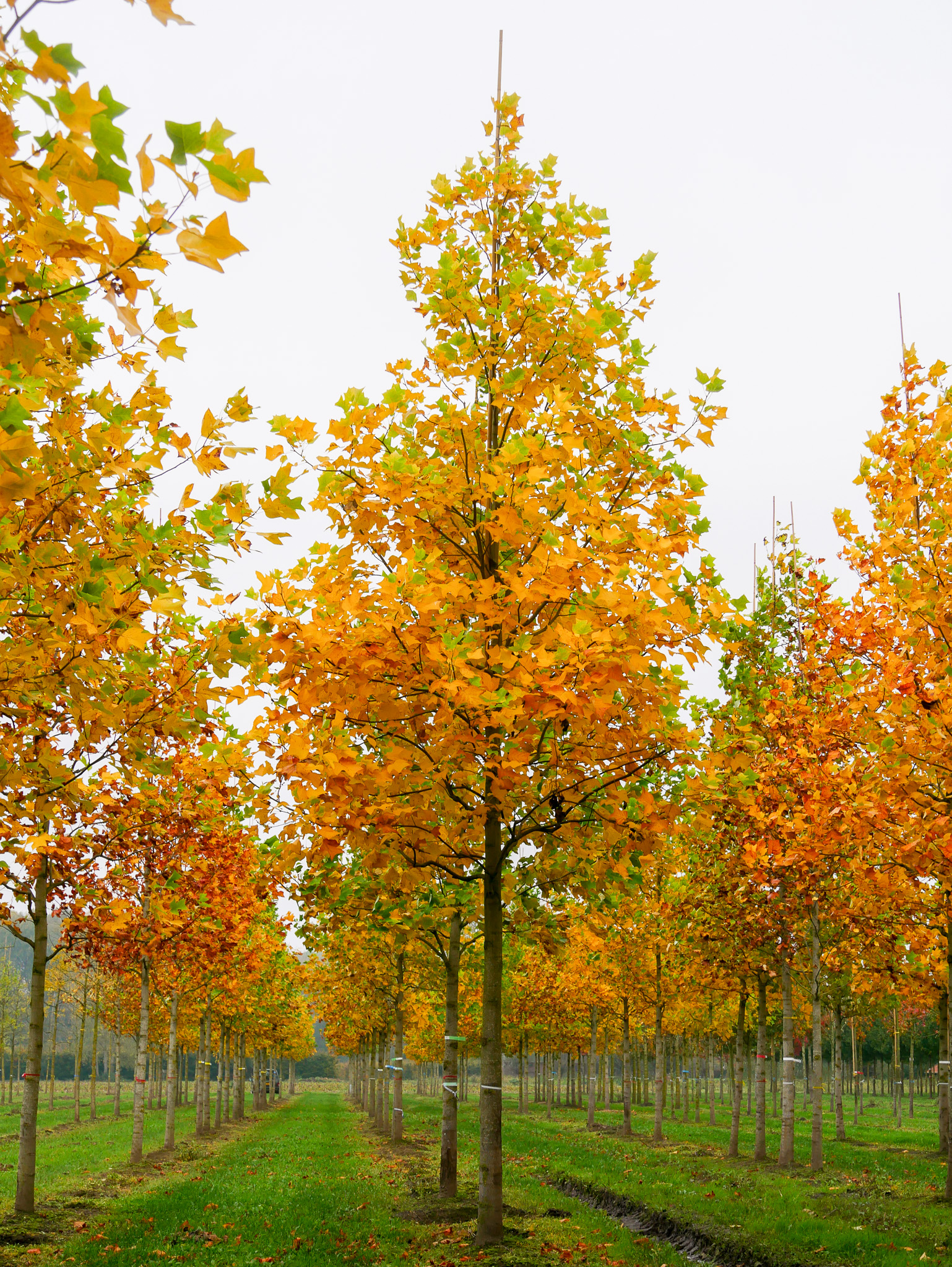 Liriodendron tulipifera | Tulip tree, Tulip poplar, Yellow poplar - Van den Berk Nurseries
